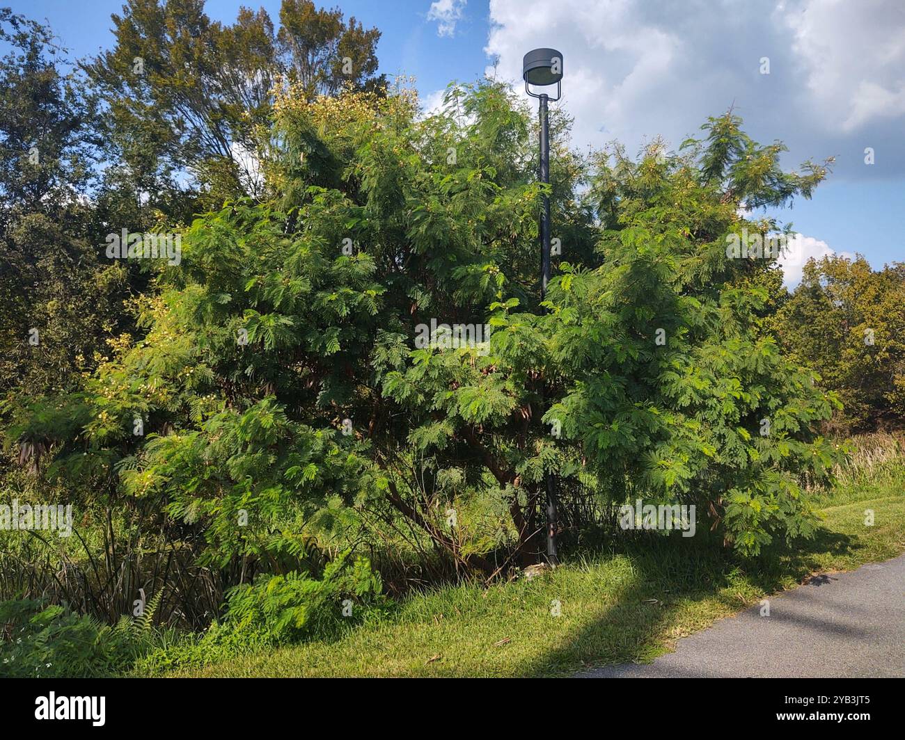 White leadtree (Leucaena leucocephala) Plantae Stock Photo - Alamy