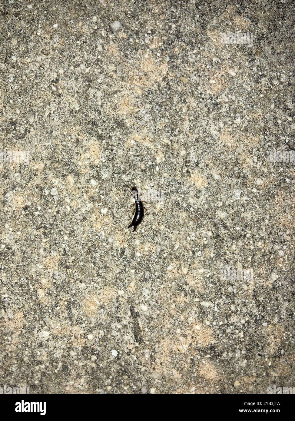 Ring-legged Earwig (Euborellia annulipes) Insecta Stock Photo - Alamy