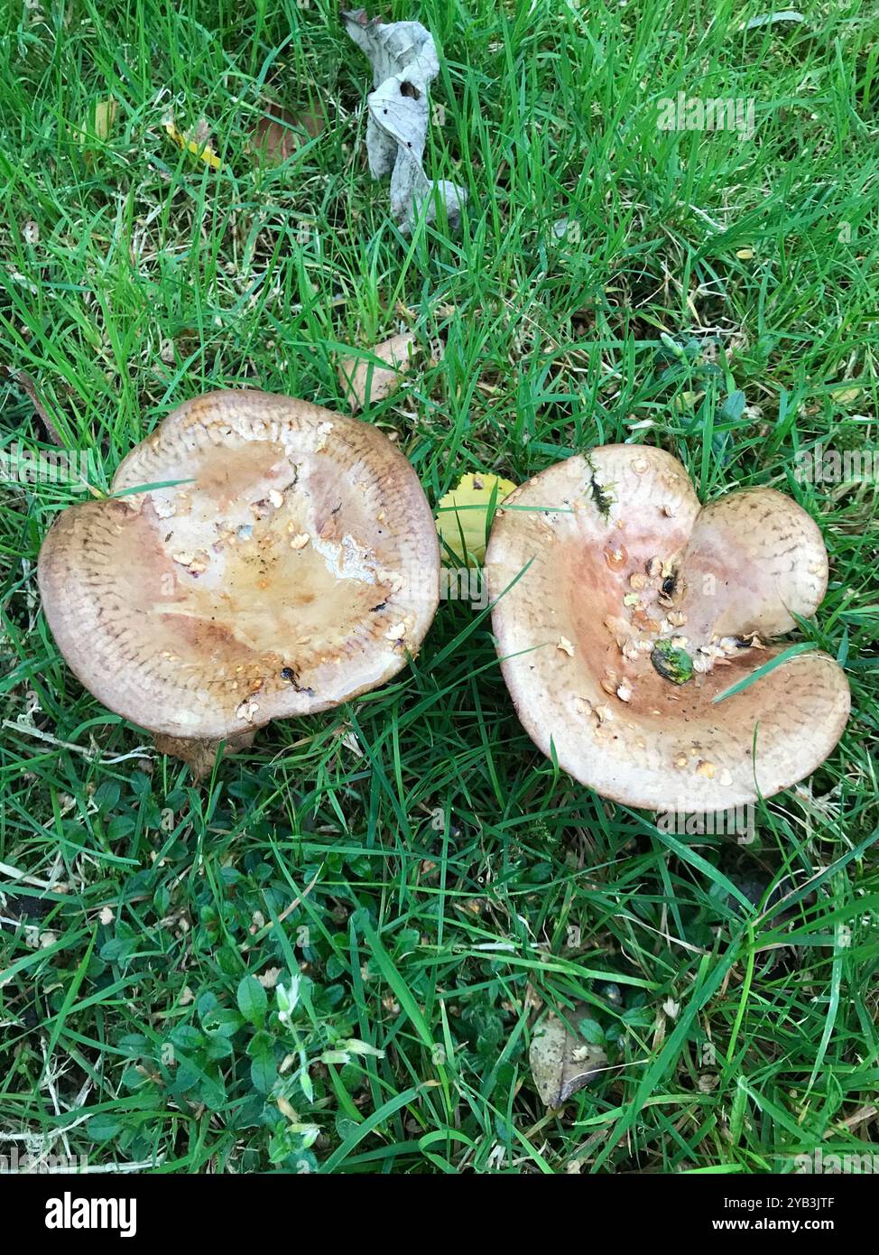 Brown Roll-Rim (Paxillus involutus) Fungi Stock Photo - Alamy