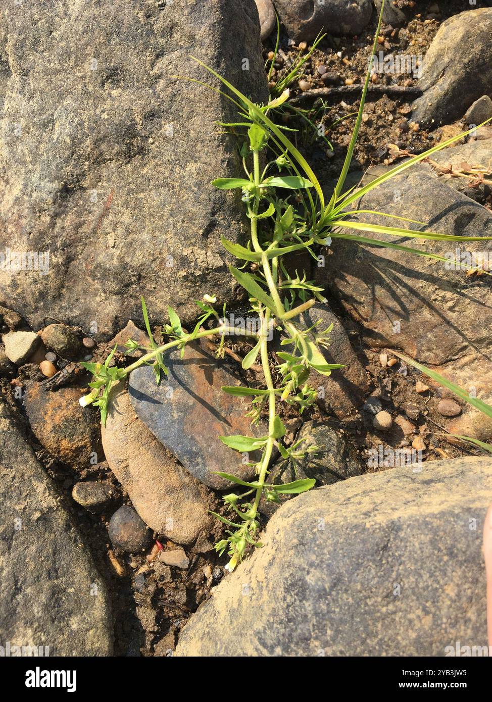 clammy hedge-hyssop (Gratiola neglecta) Plantae Stock Photo - Alamy