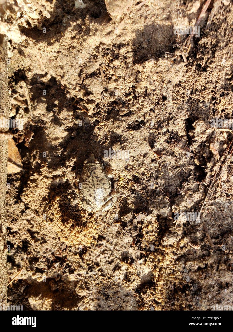 Eastern Narrow-mouthed Toad (Gastrophryne carolinensis) Amphibia Stock ...