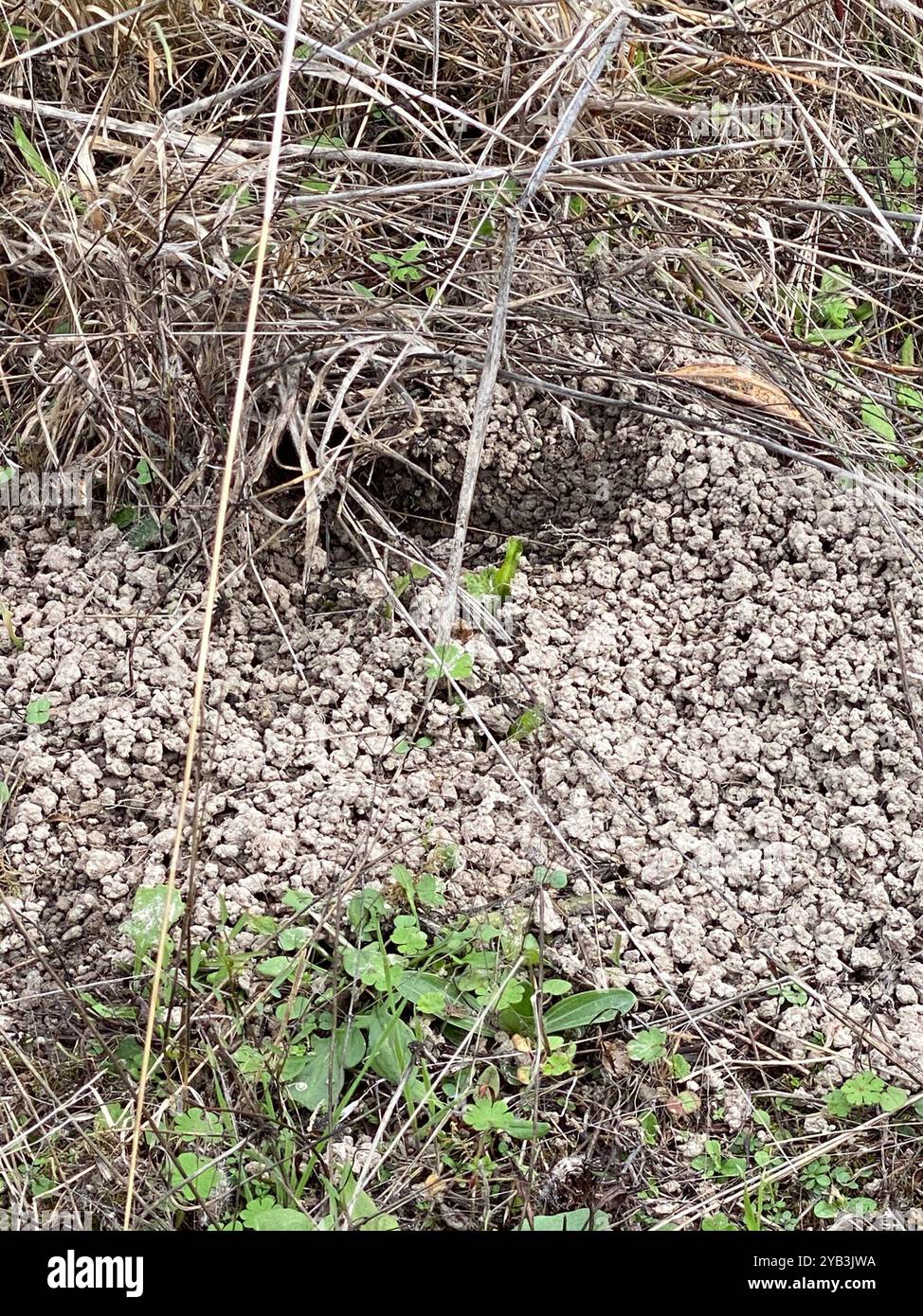 Voles, Lemmings, and Muskrats (Arvicolinae) Mammalia Stock Photo - Alamy