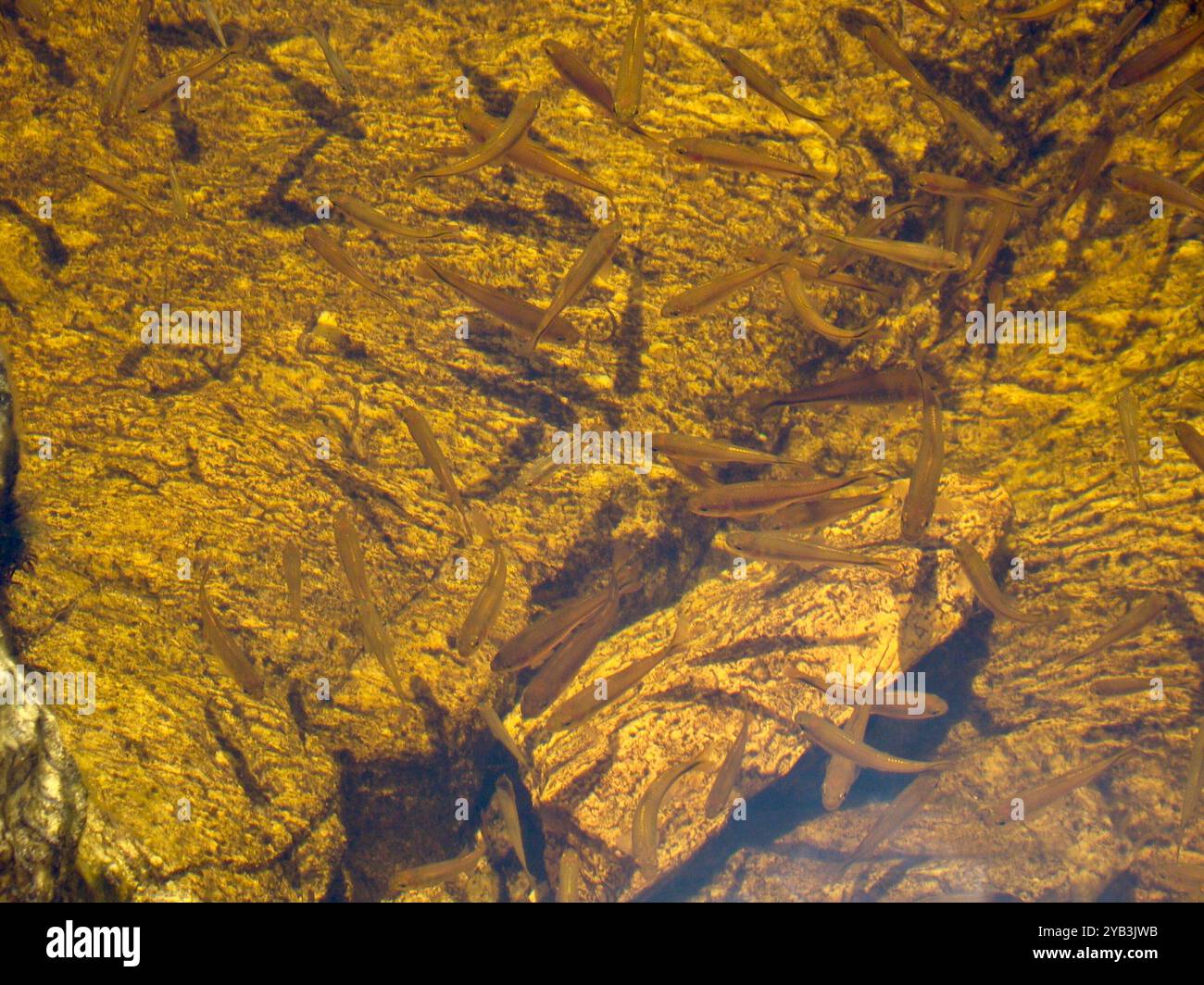 Characids (Characidae) Actinopterygii Stock Photo - Alamy