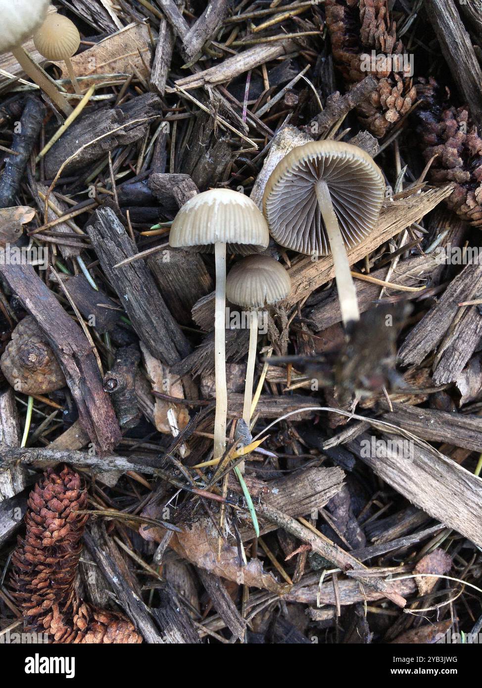red edge brittlestem (Psathyrella corrugis) Fungi Stock Photo - Alamy