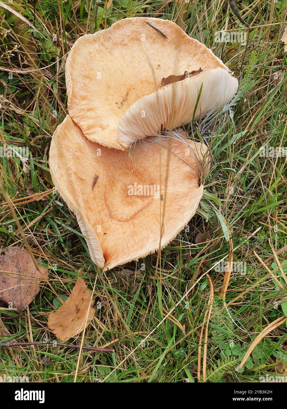 Woolly Milkcap (Lactarius torminosus) Fungi Stock Photo - Alamy