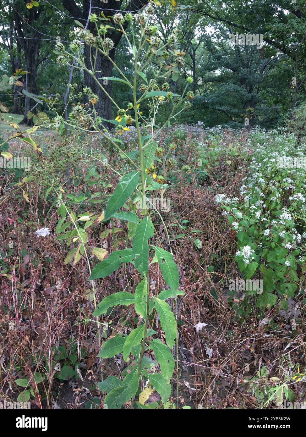 Wingstem (Verbesina alternifolia) Plantae Stock Photo - Alamy