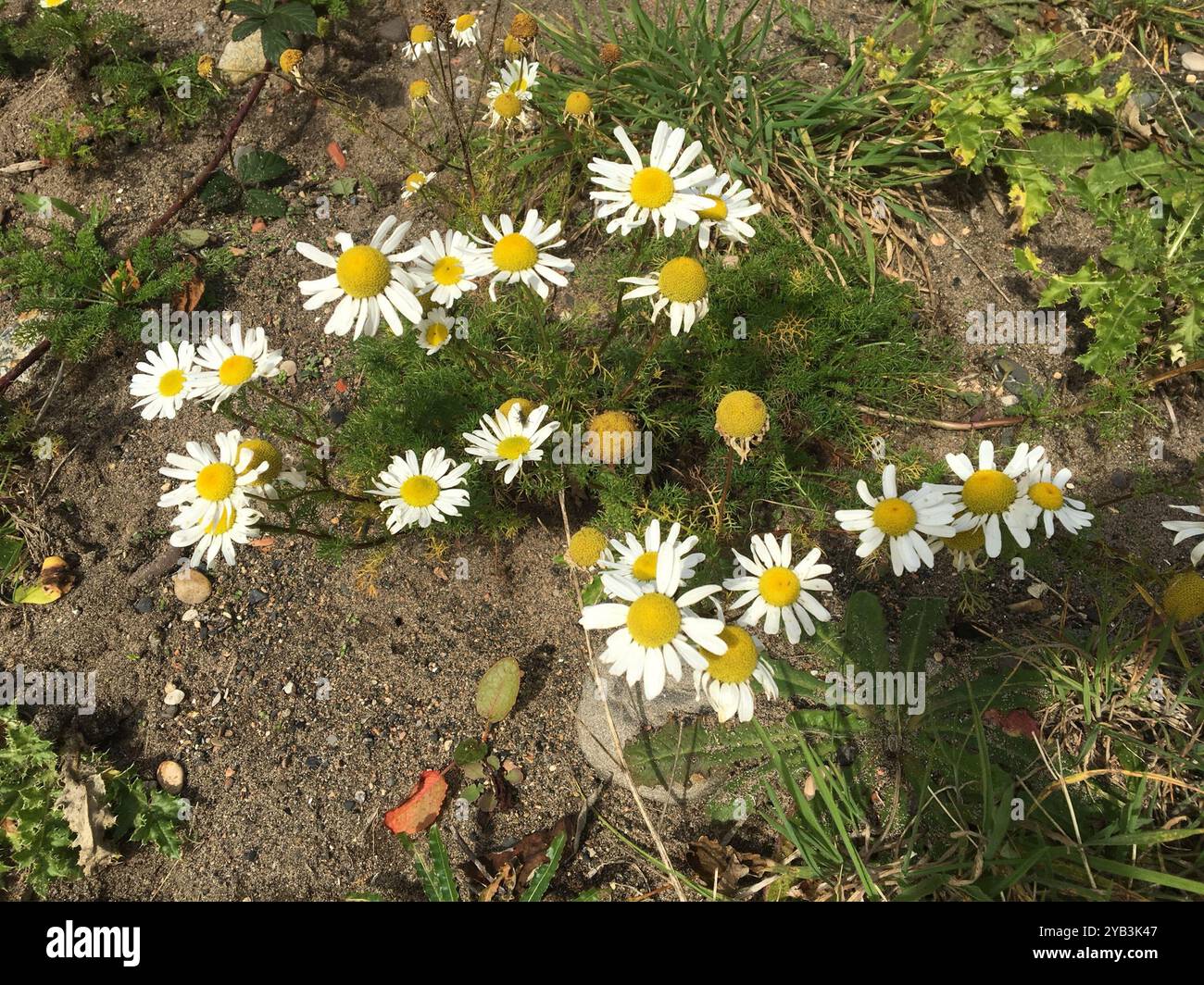 Sea Mayweed (Tripleurospermum maritimum) Plantae Stock Photo - Alamy