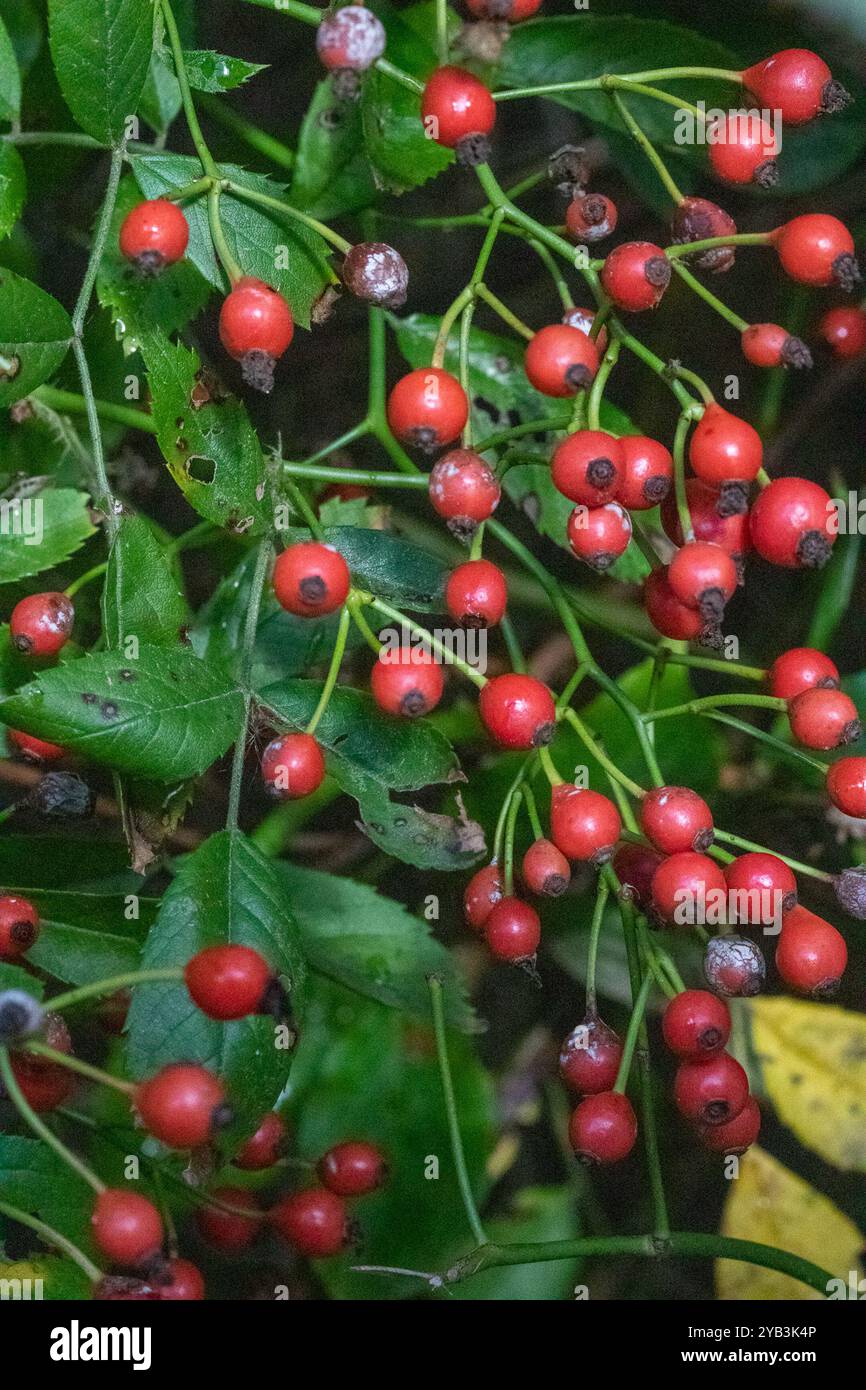 multiflora rose (Rosa multiflora) Plantae Stock Photo - Alamy