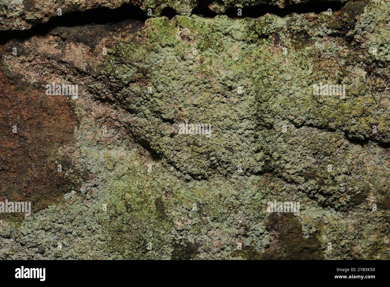 Dust Lichens (Lepraria) Fungi Stock Photo - Alamy