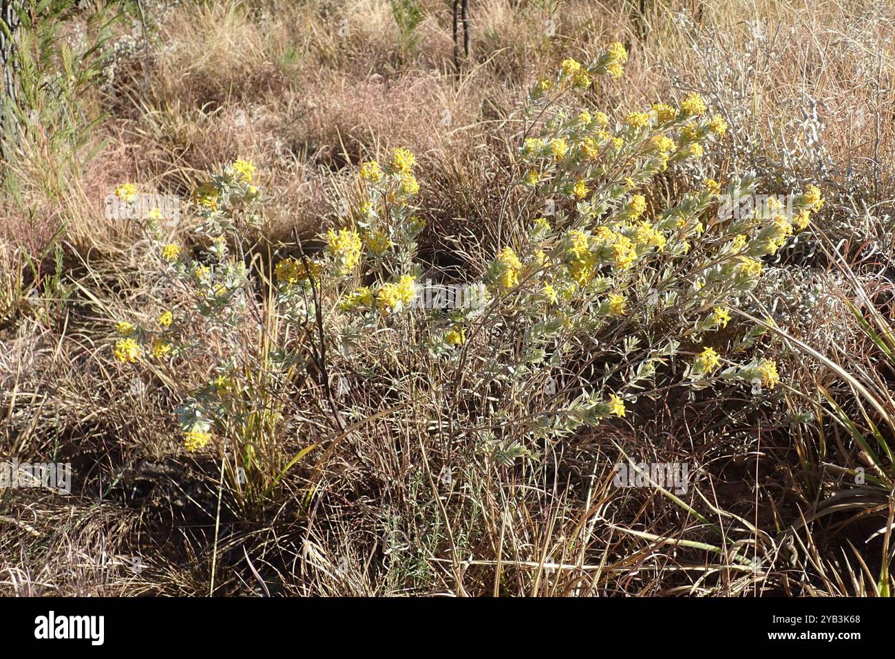 Highveld Curryflower (Lasiosiphon canoargenteus) Plantae Stock Photo ...