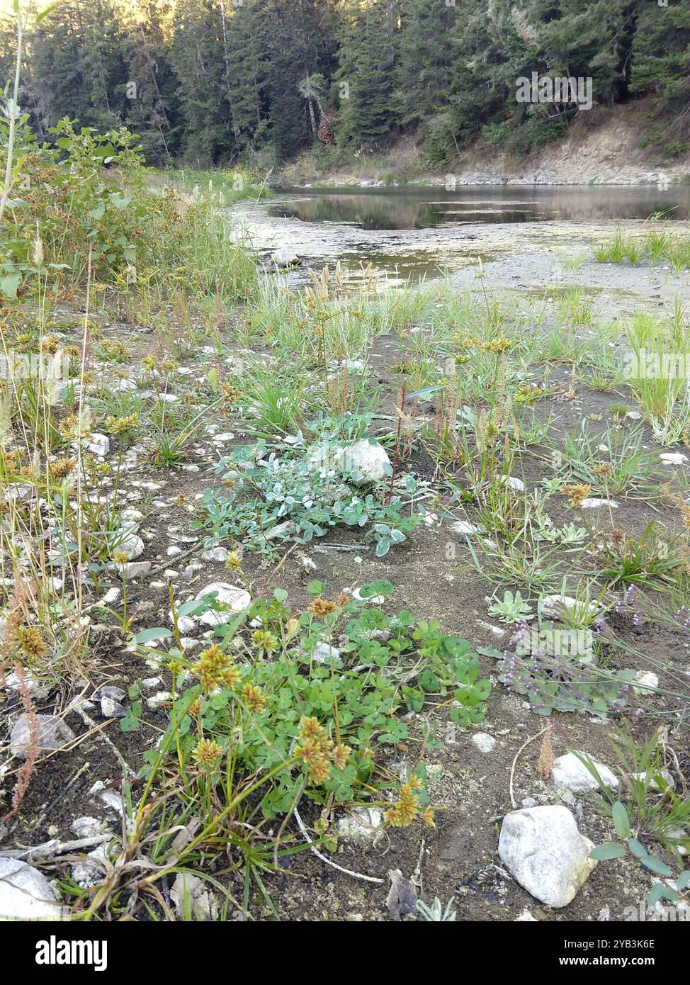 Spotted medick (Medicago arabica) Plantae Stock Photo - Alamy