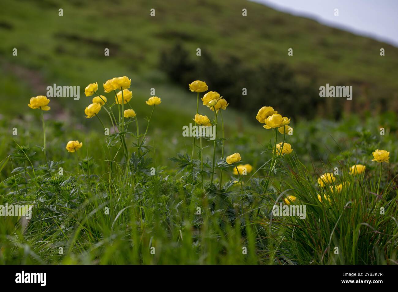 Trollius altissimus flowering plant of the family Ranunculaceae ...
