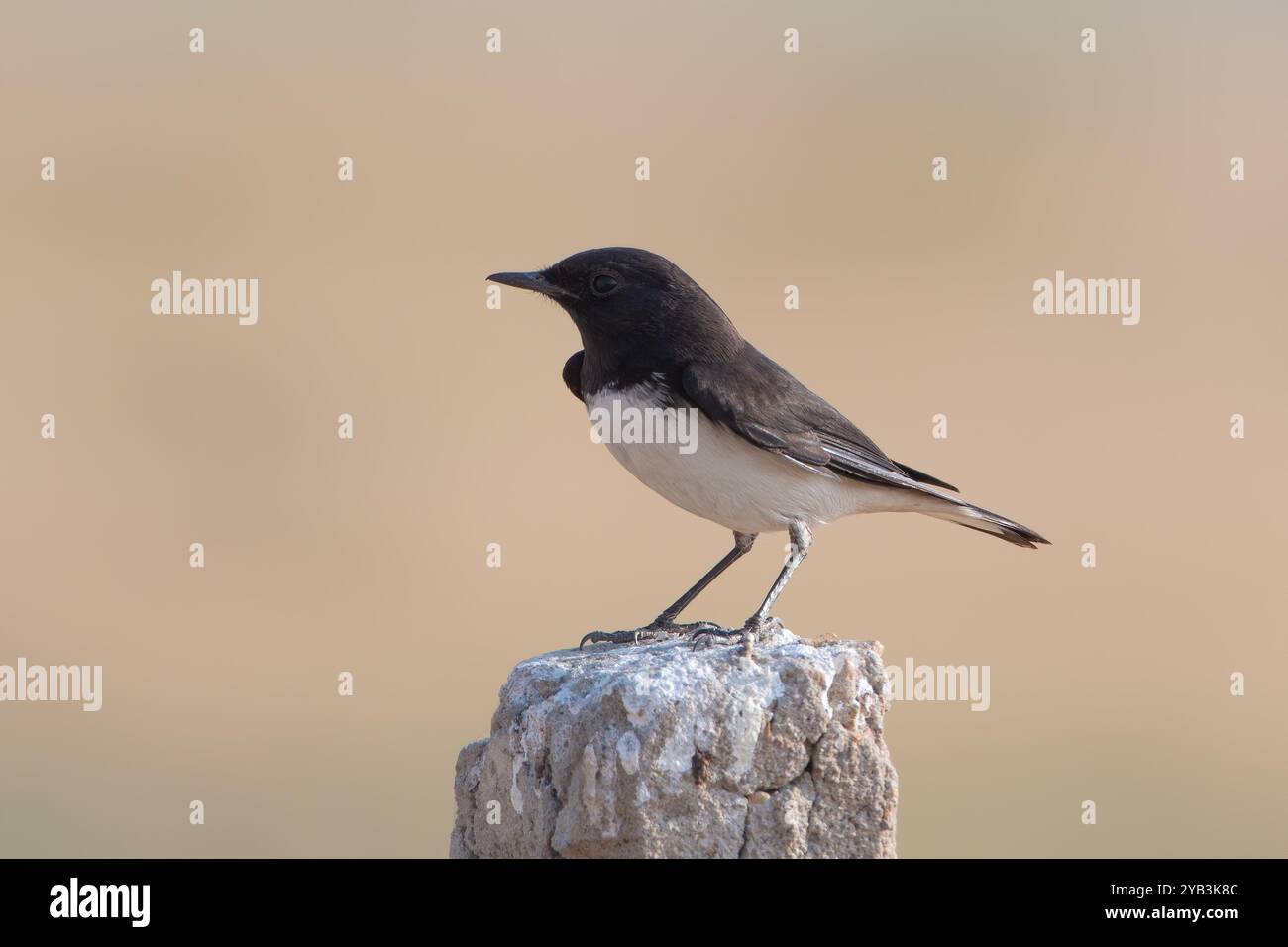 Oenanthe desert india hi-res stock photography and images - Alamy