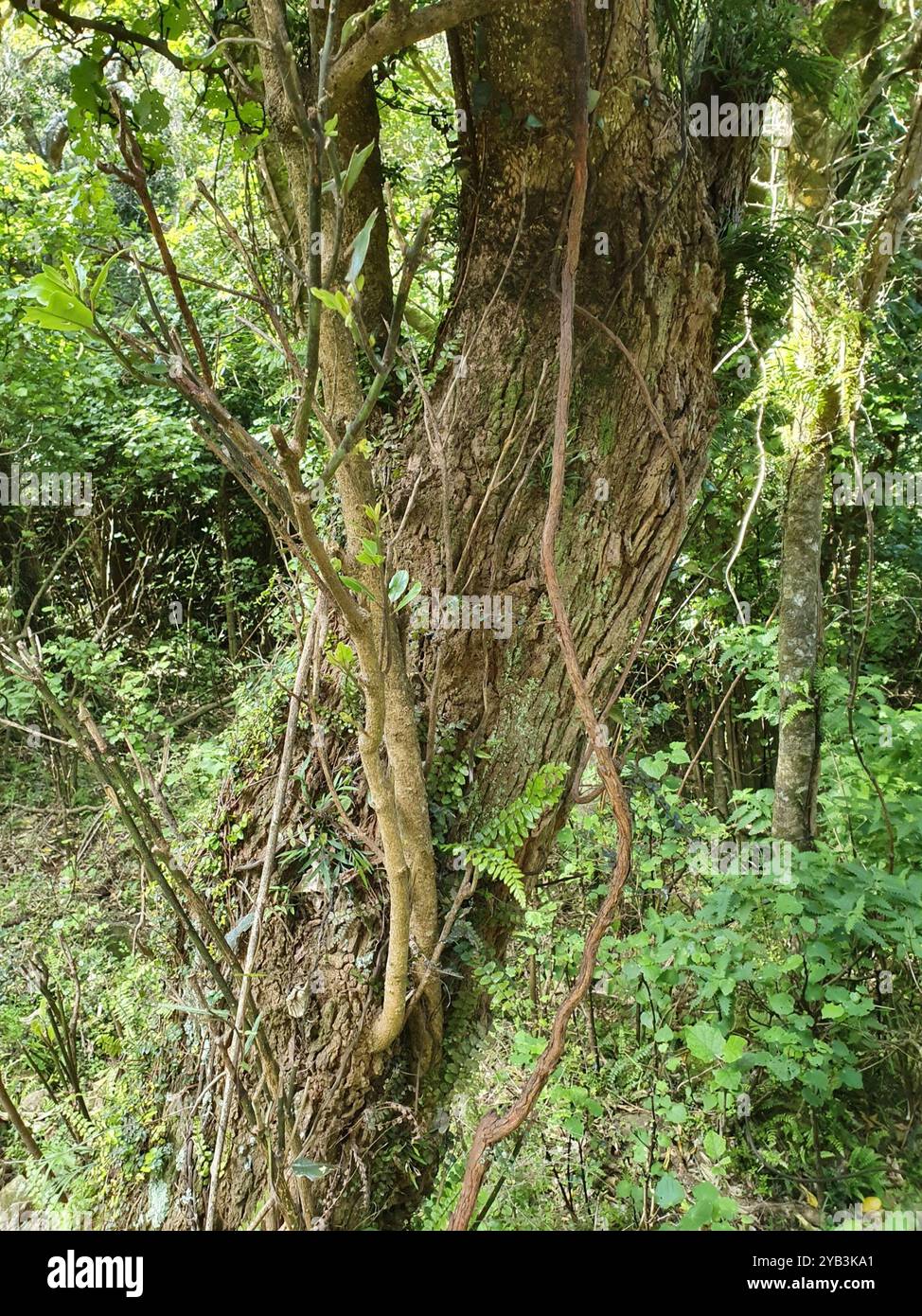 Pigeonwood (Hedycarya arborea) Plantae Stock Photo - Alamy