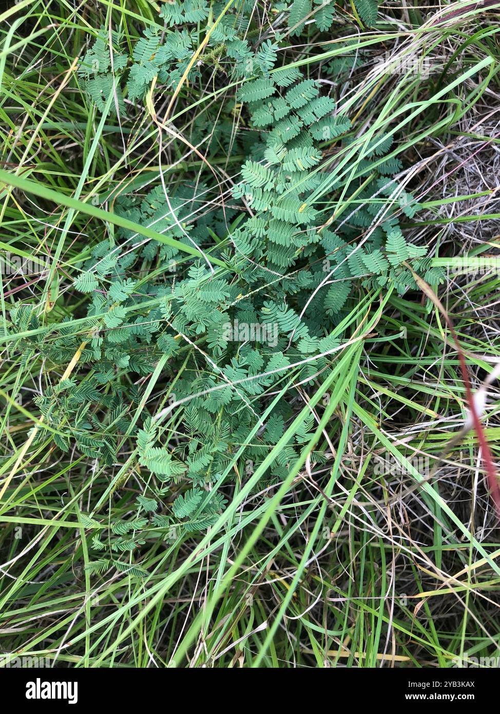 littleleaf sensitive-briar (Mimosa microphylla) Plantae Stock Photo - Alamy