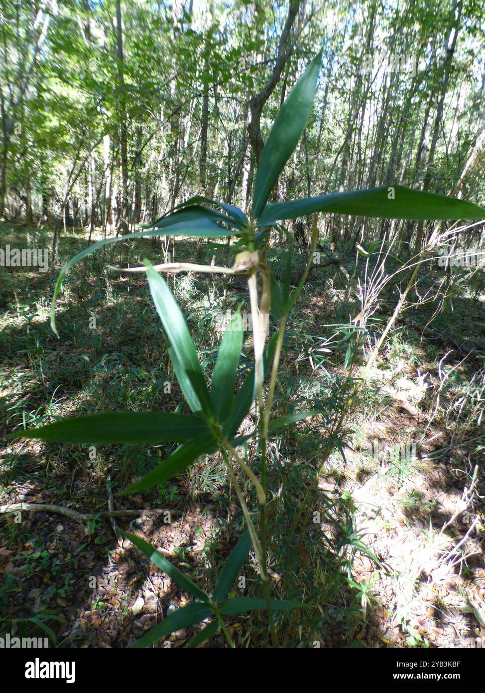 river cane (Arundinaria gigantea) Plantae Stock Photo - Alamy