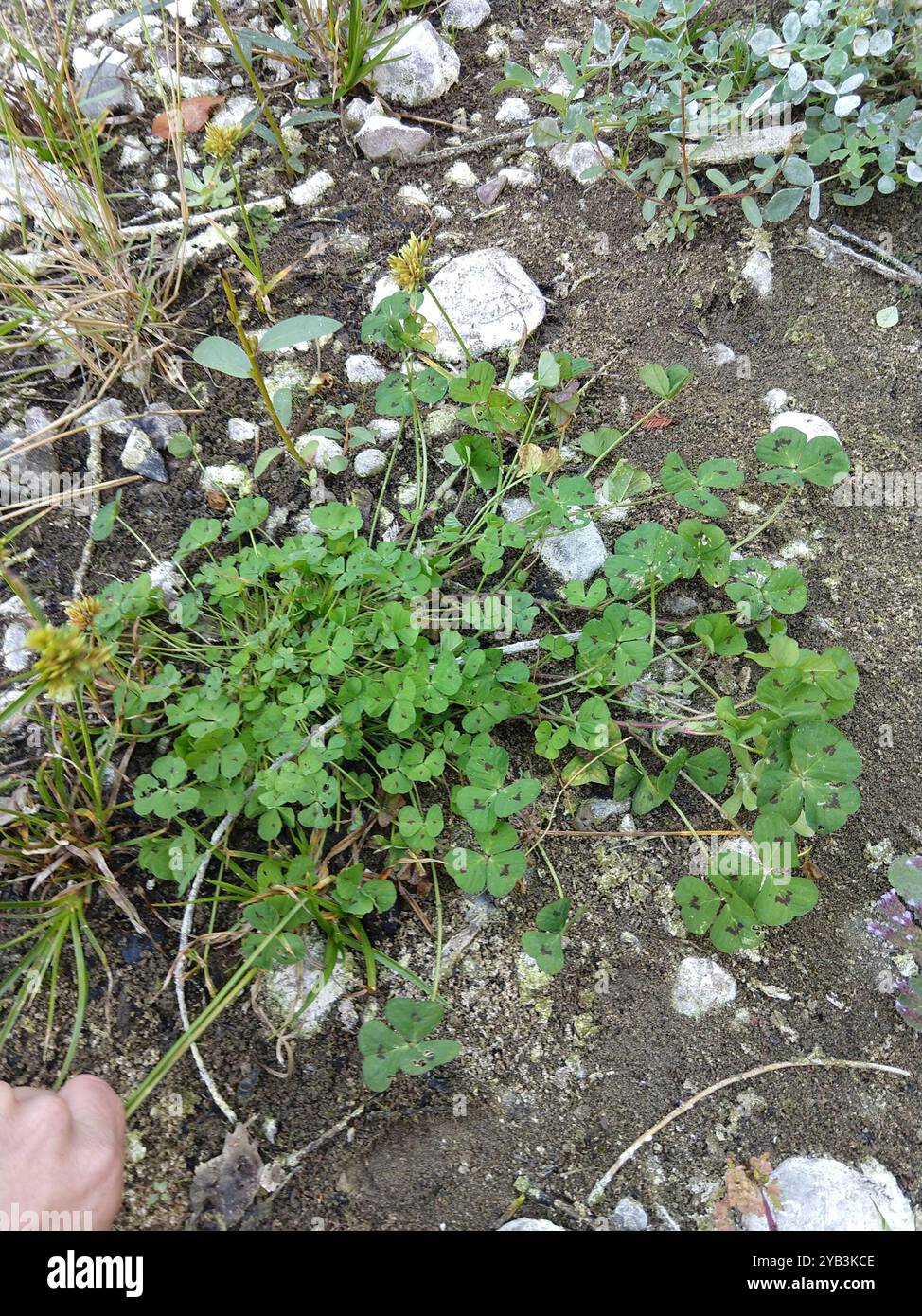 Spotted medick (Medicago arabica) Plantae Stock Photo - Alamy