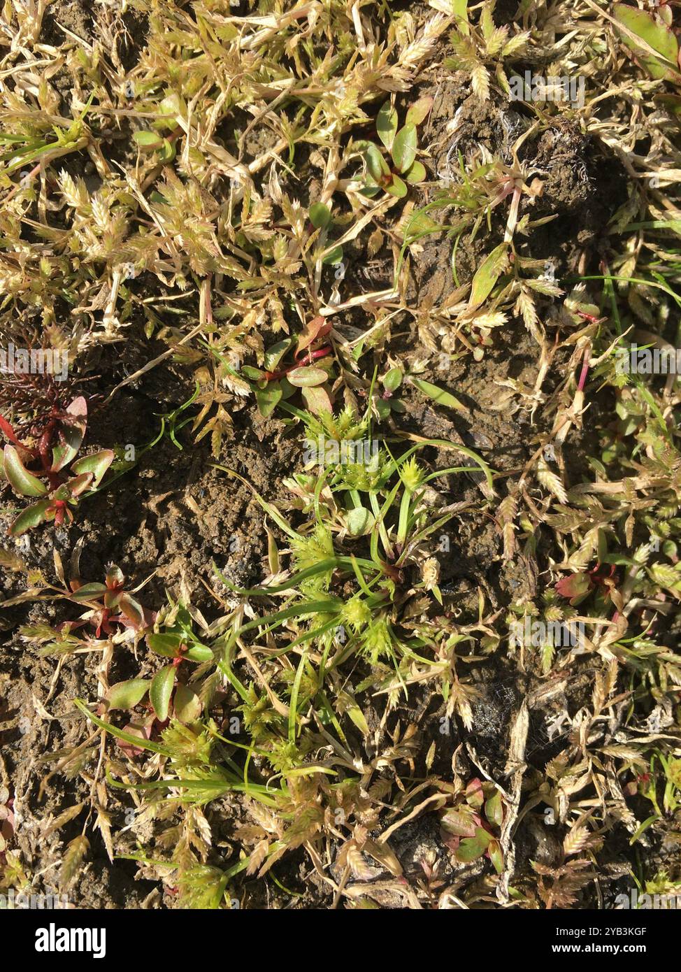 Bearded Flatsedge (Cyperus squarrosus) Plantae Stock Photo - Alamy