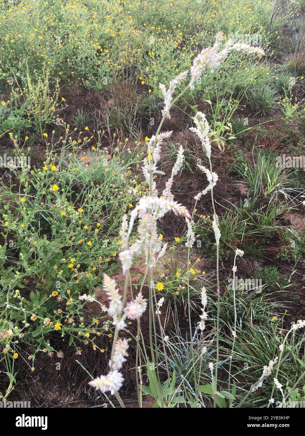 Plains Snakecotton (Froelichia floridana) Plantae Stock Photo - Alamy
