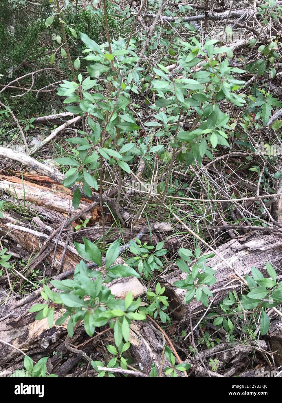 Stretchberry (Forestiera pubescens) Plantae Stock Photo - Alamy