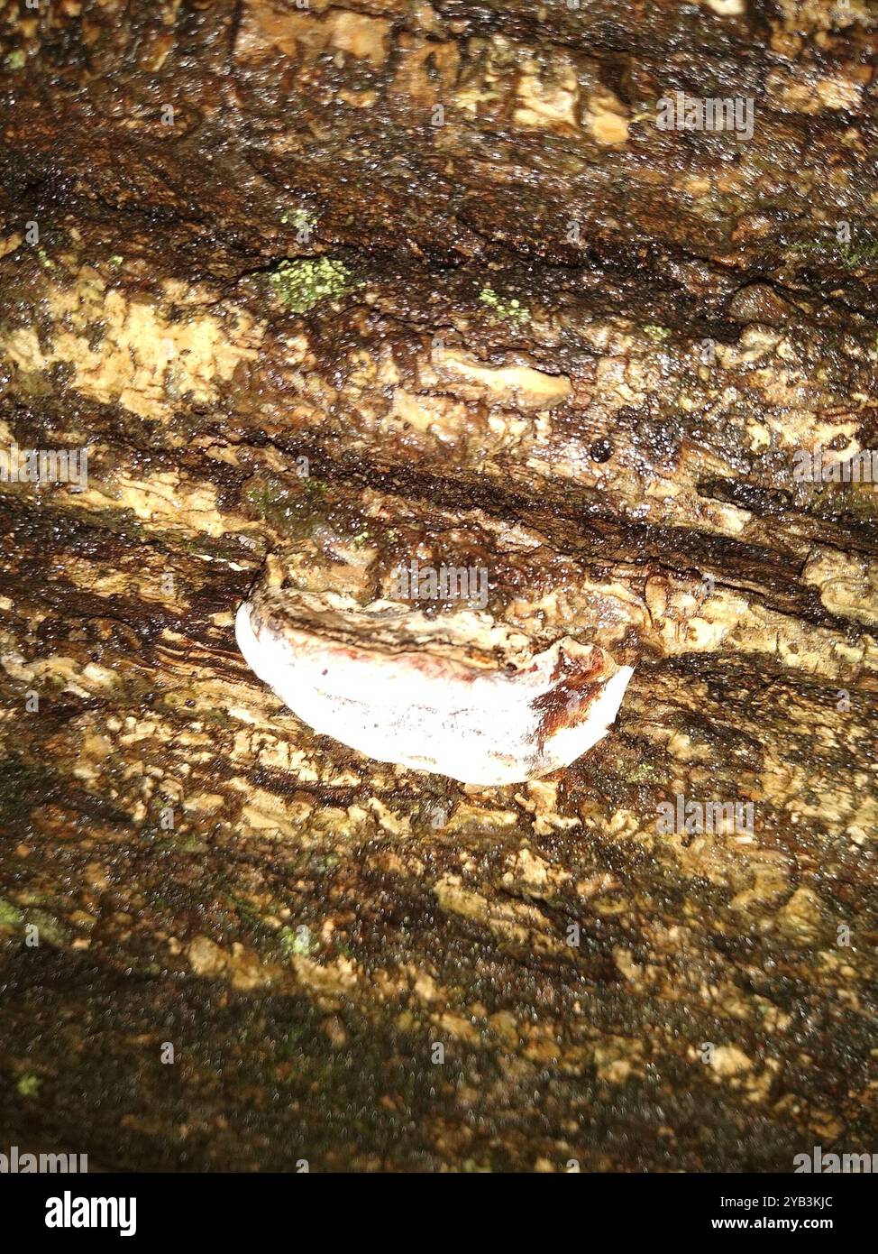 (Ganoderma megaloma) Fungi Stock Photo - Alamy