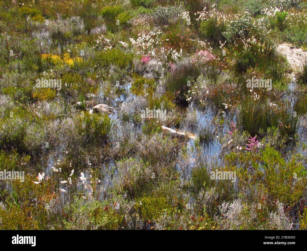 Sand Toad (Vandijkophrynus angusticeps) Amphibia Stock Photo - Alamy