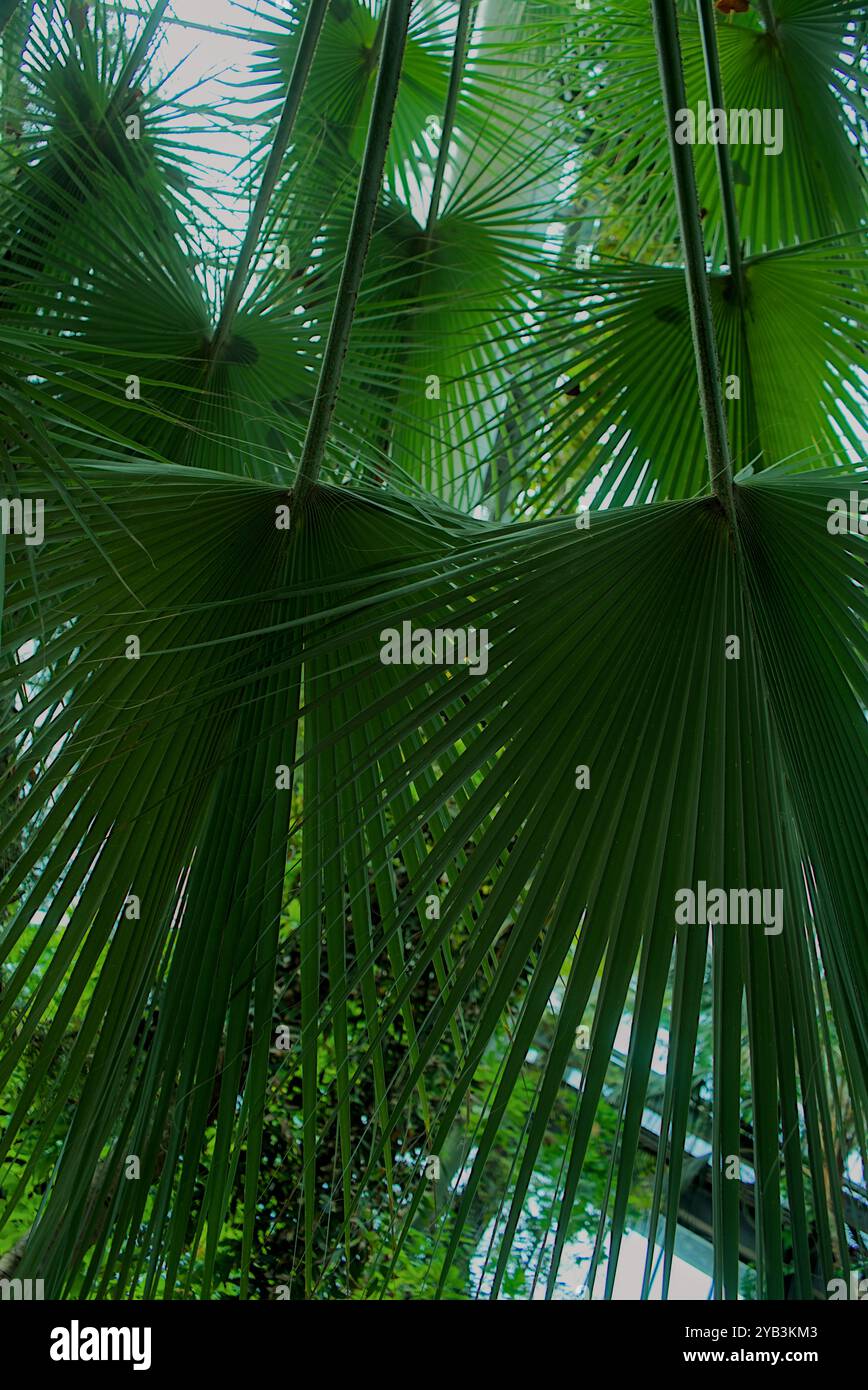 Large palm leaves against the light in the greenhouses of the Parc de ...