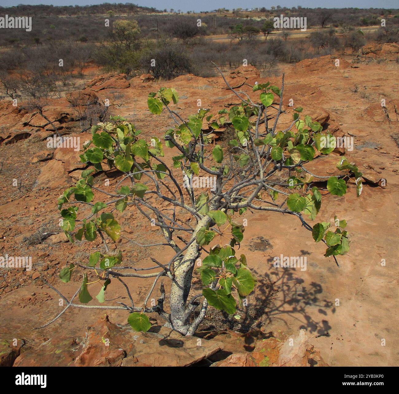 Large-leaved rock fig (Ficus abutilifolia) Plantae Stock Photo - Alamy