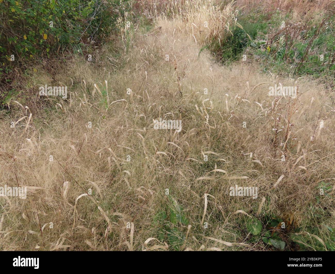tufted hair grass (Deschampsia cespitosa) Plantae Stock Photo - Alamy