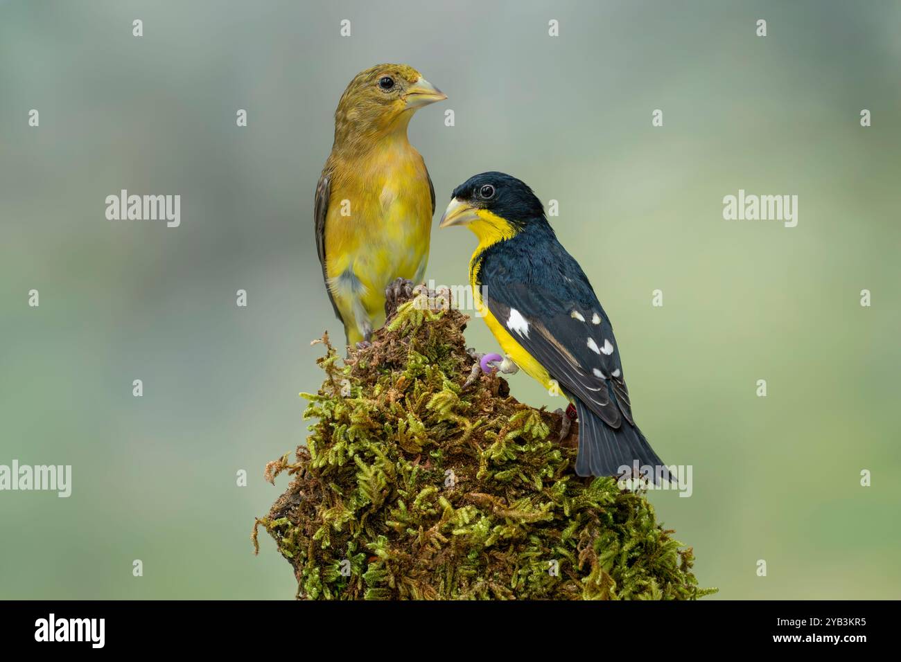 Colombian lesser goldfinch Spinus psaltria columbianus Stock Photo - Alamy