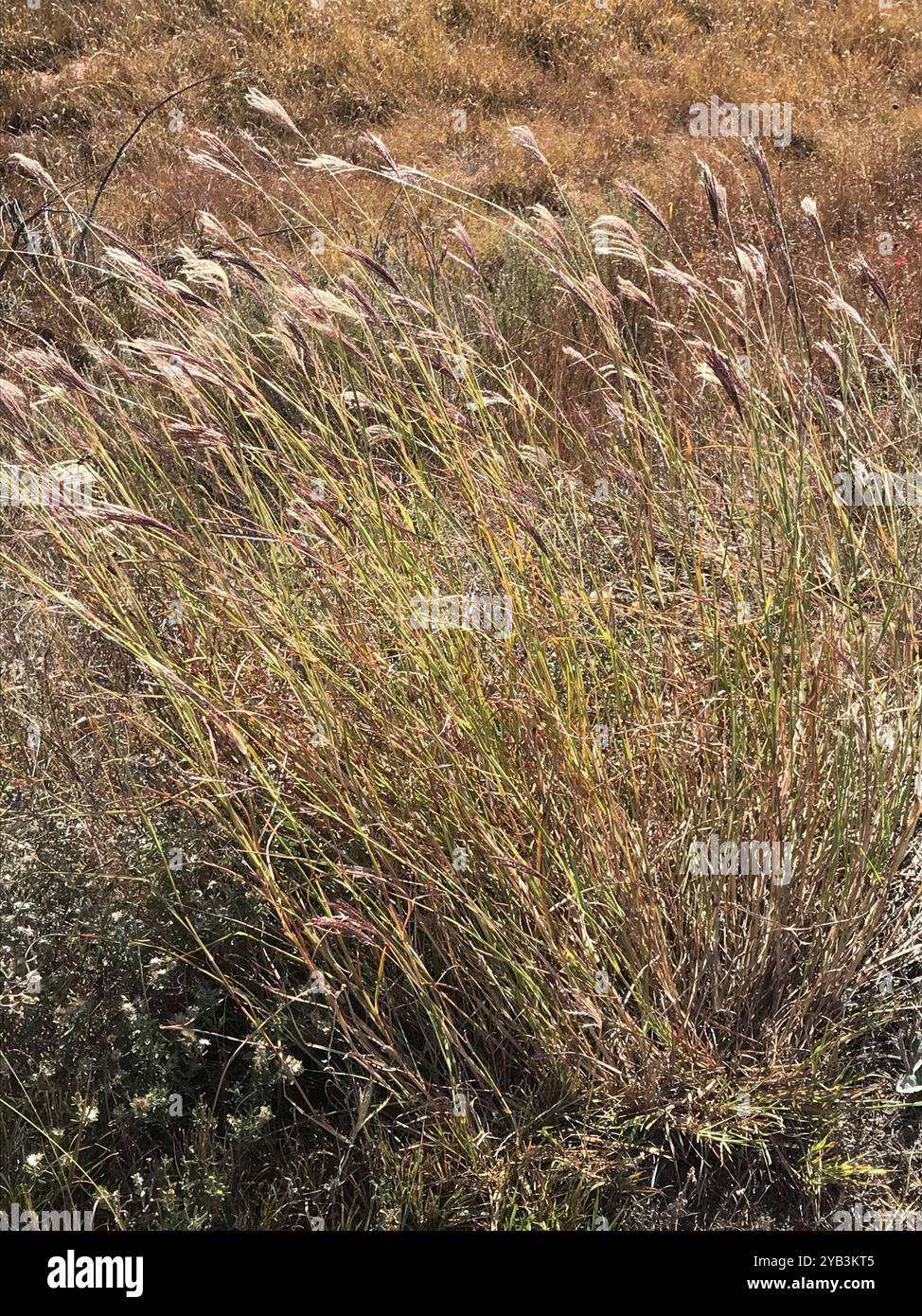 King Ranch bluestem (Bothriochloa ischaemum) Plantae Stock Photo - Alamy