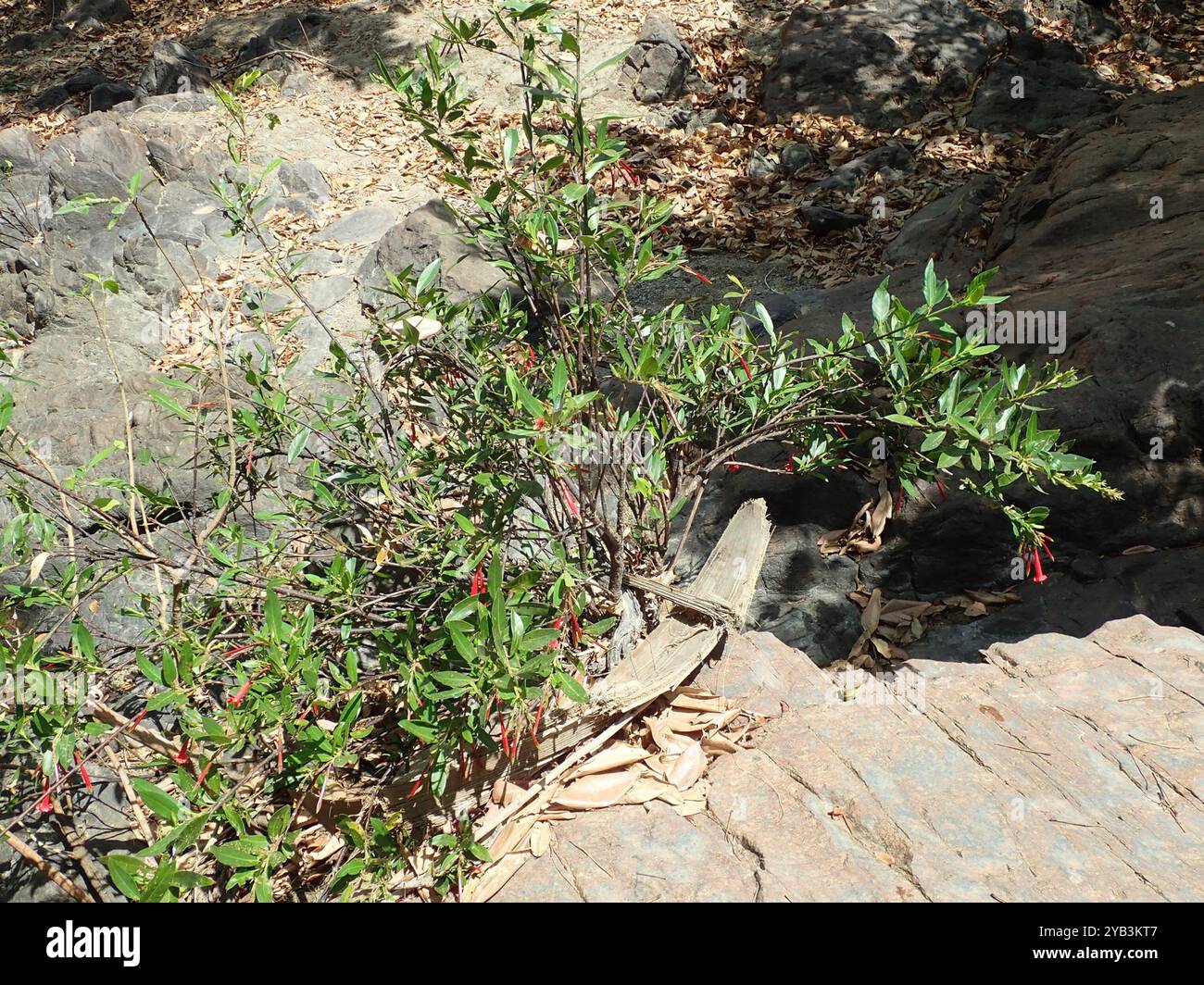 (Augusta longifolia) Plantae Stock Photo - Alamy