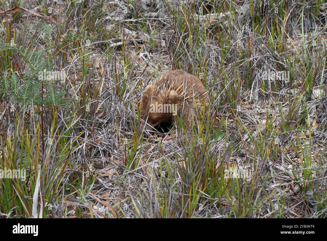 Tasmanian Echidna (Tachyglossus aculeatus setosus) Mammalia Stock Photo ...