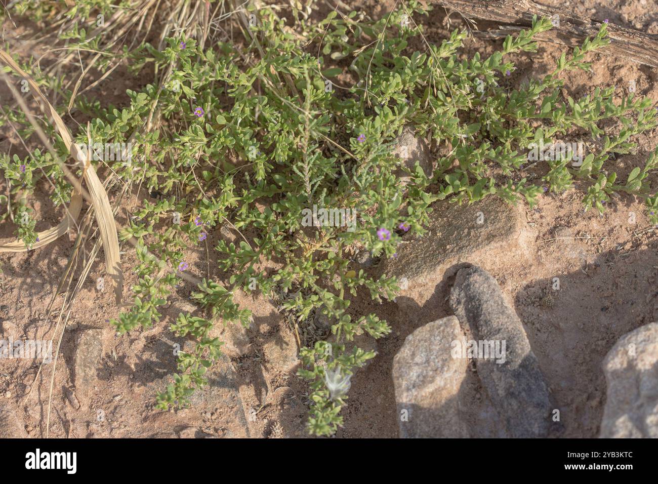 seaside petunia (Calibrachoa parviflora) Plantae Stock Photo - Alamy