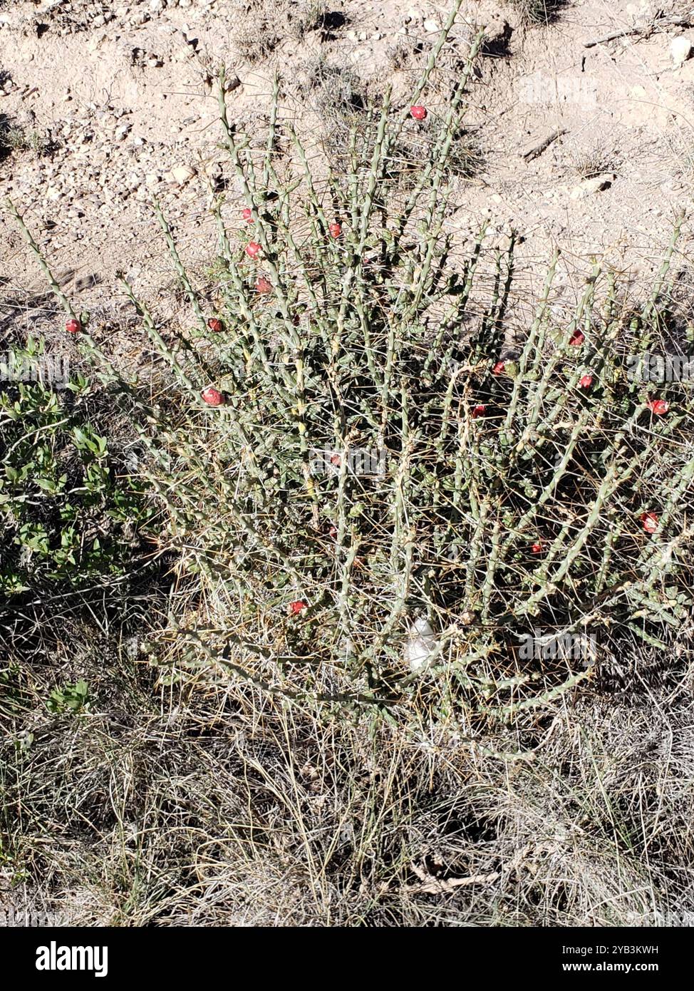Christmas cholla (Cylindropuntia leptocaulis) Plantae Stock Photo - Alamy