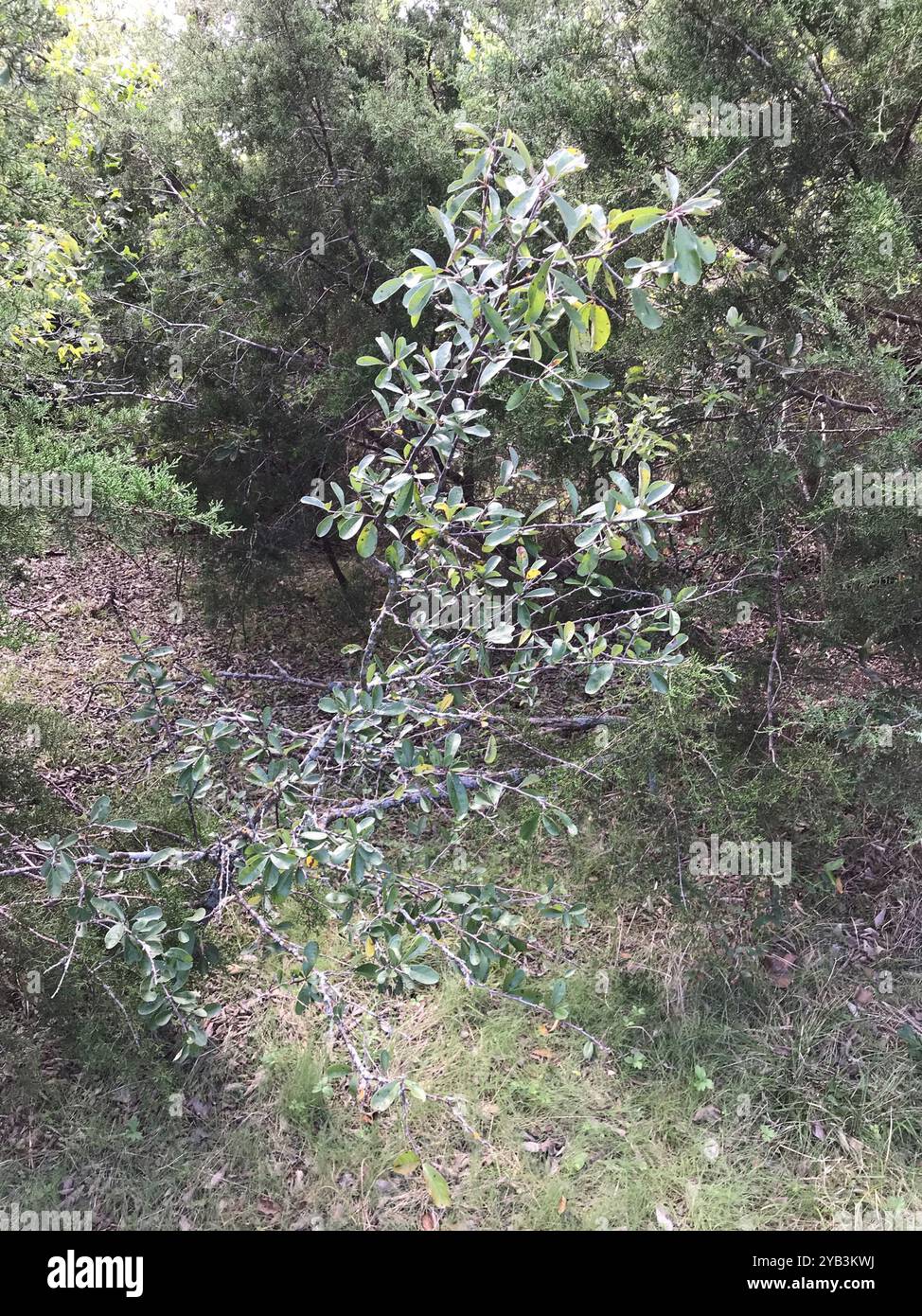 Gum bumelia (Sideroxylon lanuginosum) Plantae Stock Photo - Alamy