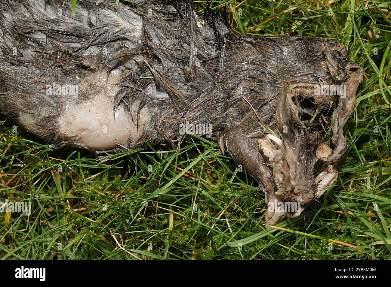 Brown Rat (Rattus norvegicus) Mammalia Stock Photo - Alamy