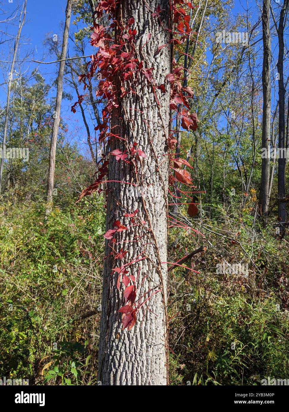 Virginia creeper (Parthenocissus quinquefolia) Plantae Stock Photo - Alamy