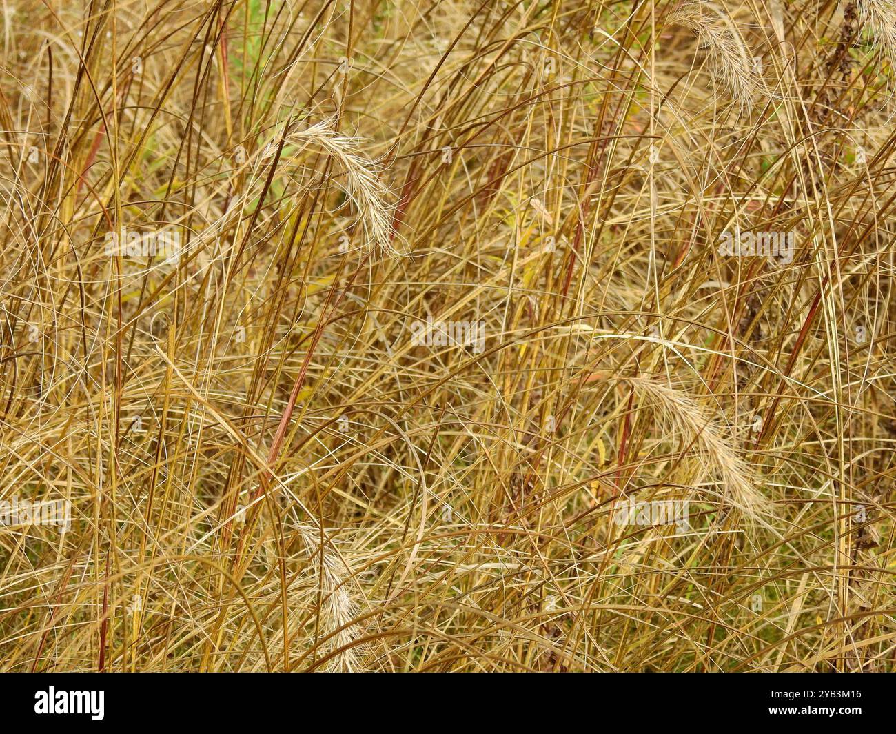 Canada wild rye (Elymus canadensis) Plantae Stock Photo - Alamy