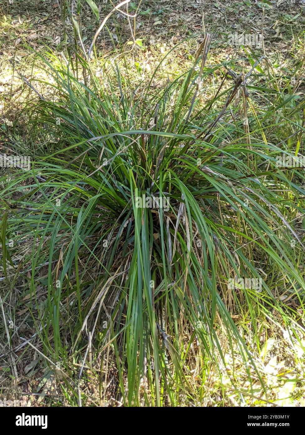 Gahnia aspera hi-res stock photography and images - Alamy
