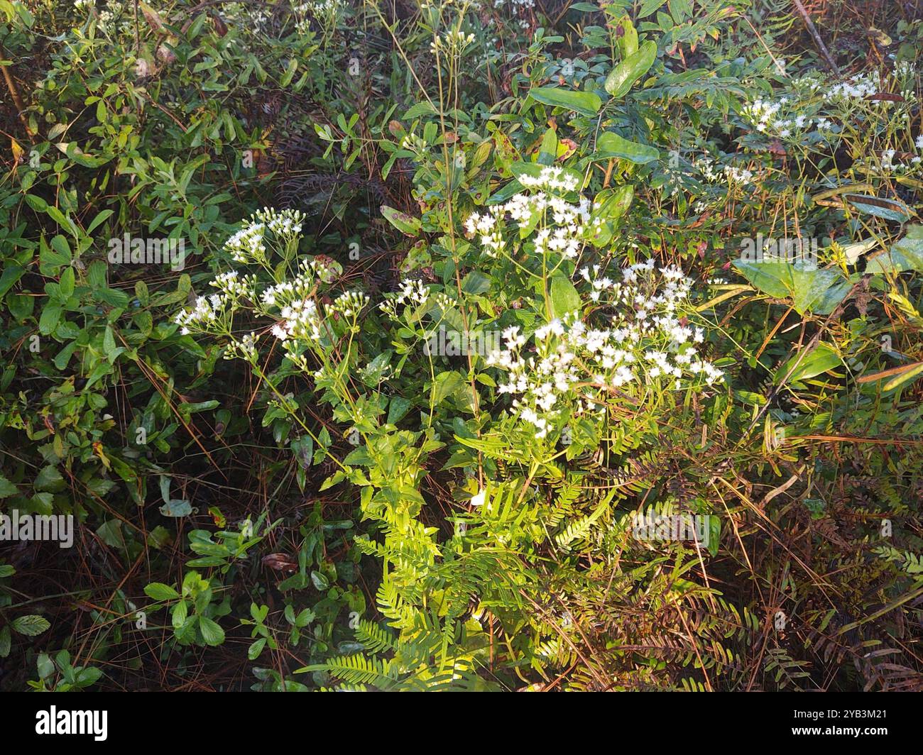 hammock snakeroot (Ageratina jucunda) Plantae Stock Photo - Alamy