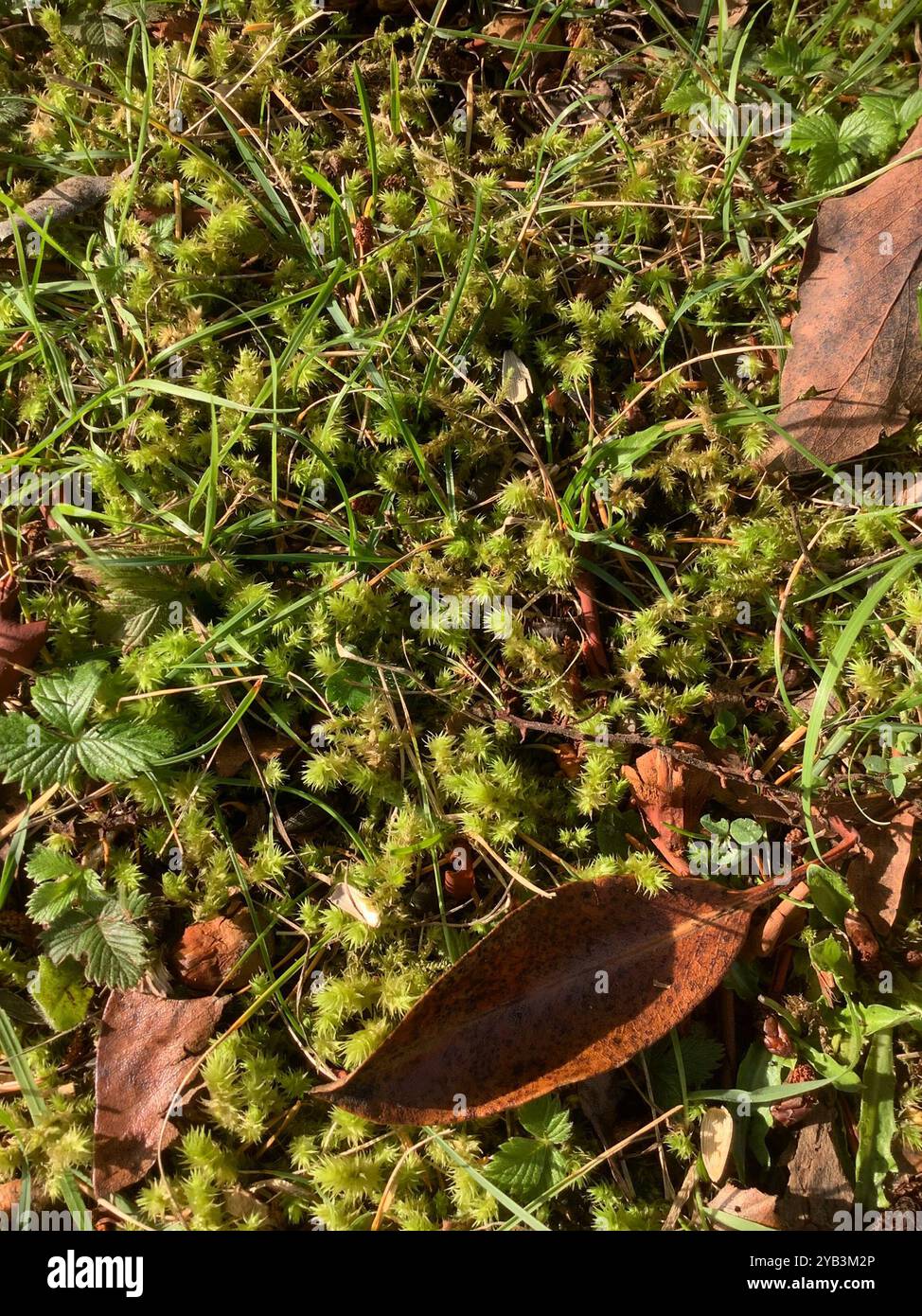 rough goose neck moss (Hylocomiadelphus triquetrus) Plantae Stock Photo ...