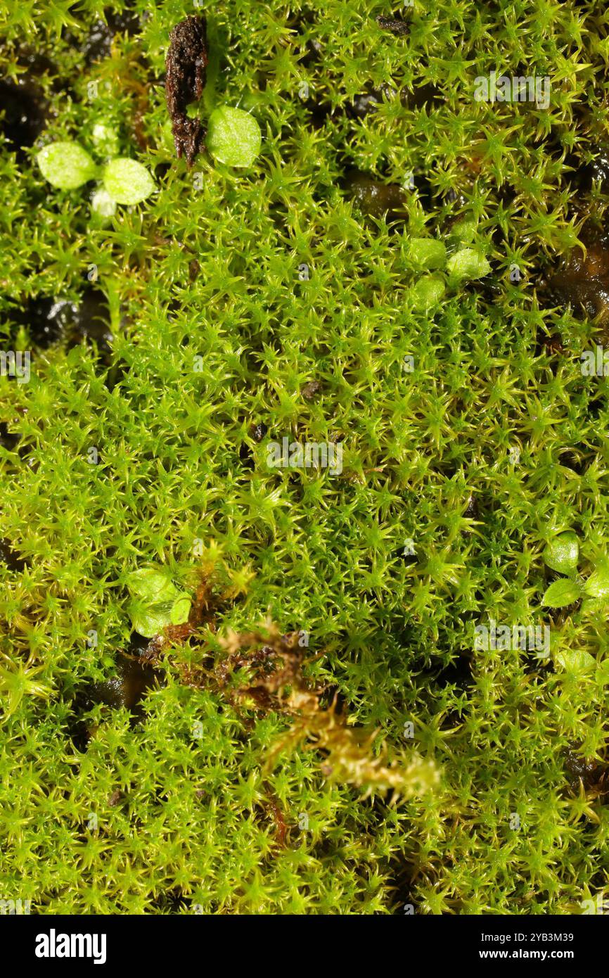 Star Moss (Syntrichia ruralis) Plantae Stock Photo - Alamy