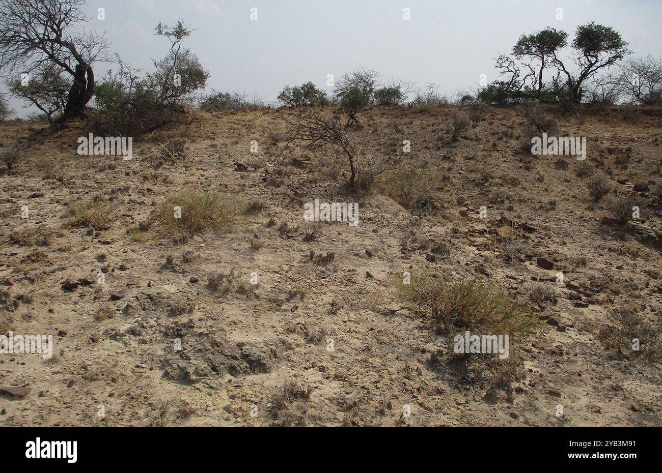 Summer Curryflower (Lasiosiphon polycephalus) Plantae Stock Photo - Alamy