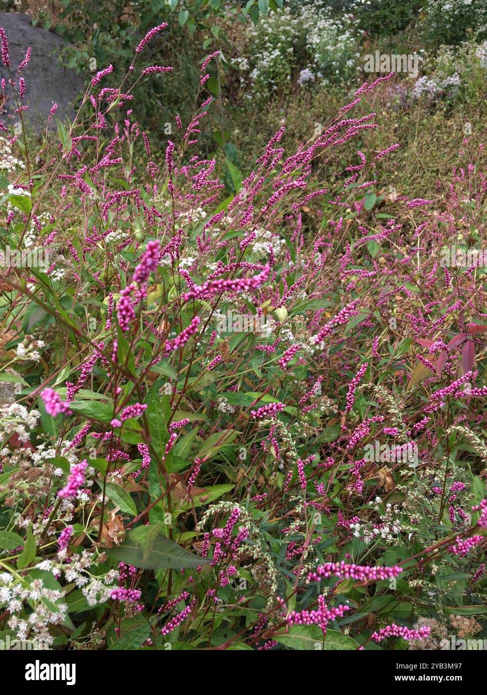 low smartweed (Persicaria longiseta) Plantae Stock Photo - Alamy