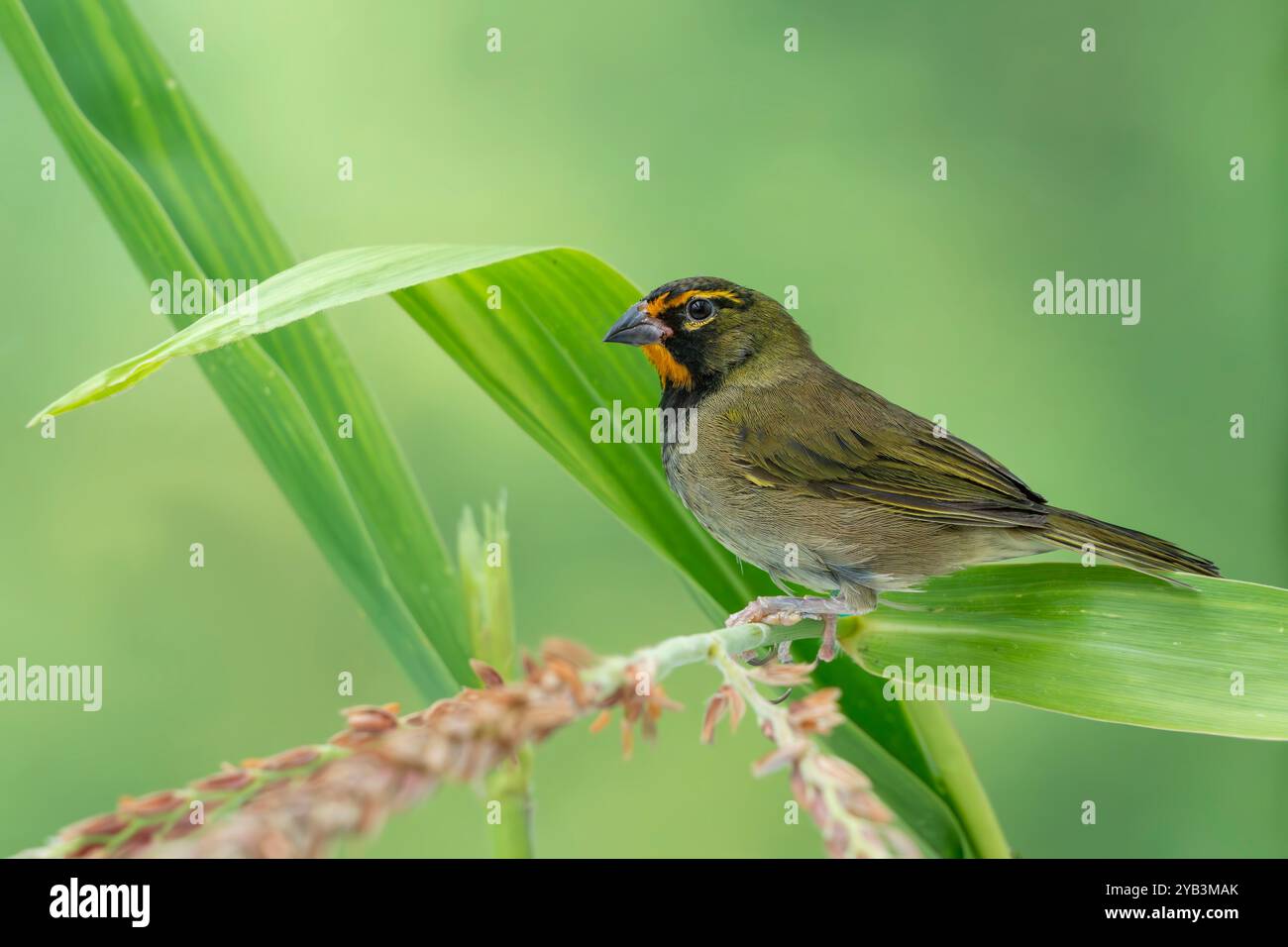 yellow-faced grassquit Tiaris olivaceus Stock Photo - Alamy