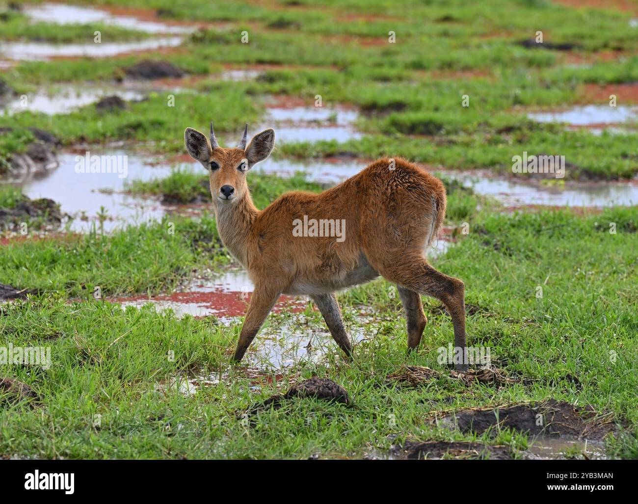 Deer graze on swampy areas of savannah in Kenya, Africa Stock Photo - Alamy
