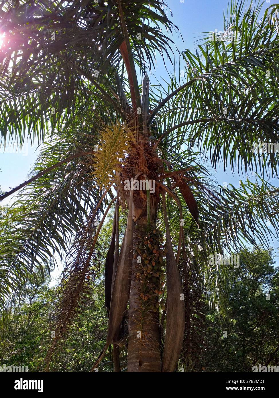 Queen palm (Syagrus romanzoffiana) Plantae Stock Photo - Alamy