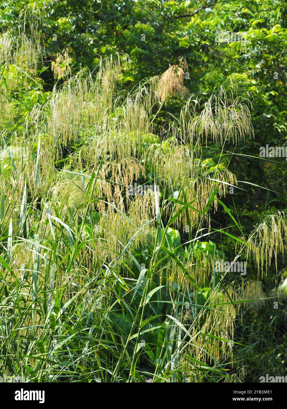 Tall Reed (Phragmites karka) Plantae Stock Photo - Alamy
