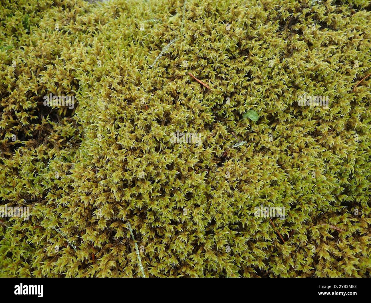 Woolly Fringe-moss (Racomitrium lanuginosum) Plantae Stock Photo - Alamy